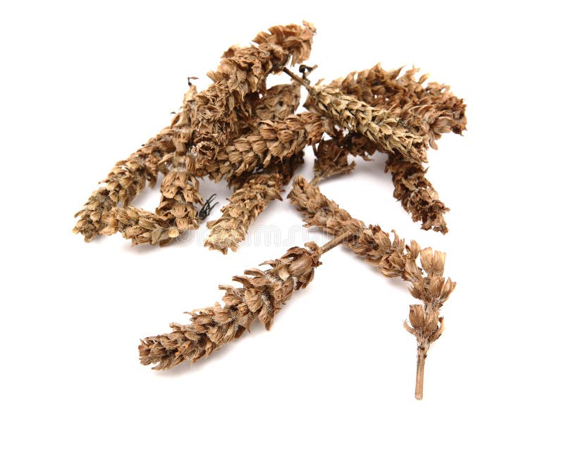 Muskroot, Indian Spikenard (Jatamanshi) Stock Image - Image of indian ...