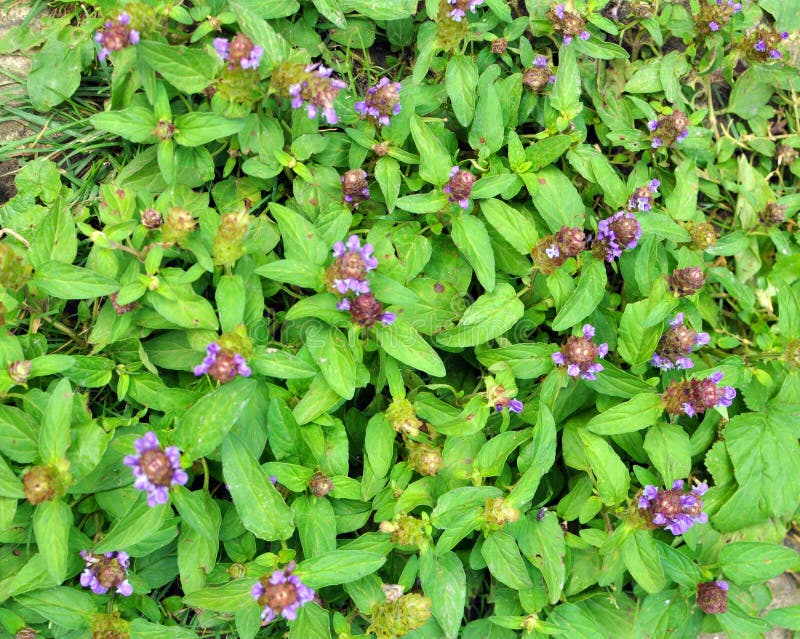 Prunella Vulgaris Grows in Nature in Summer Stock Photo - Image of ...