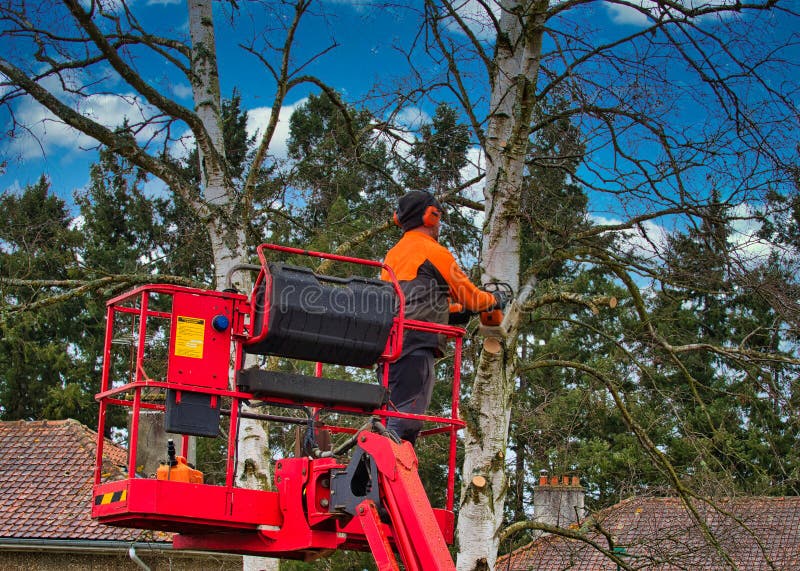 Pruner on Cherry Picker Cutting Tree in the Air Stock Photo - Image of ...