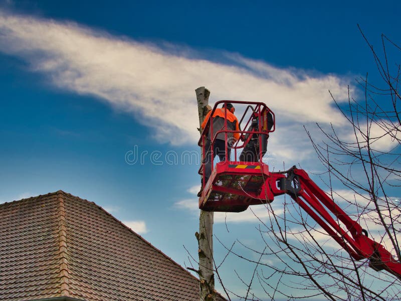 Pruner on Cherry Picker Cutting Tree in the Air Stock Image - Image of ...