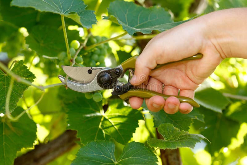 Pruner cutting grape tree stock photo. Image of cutting - 33349534