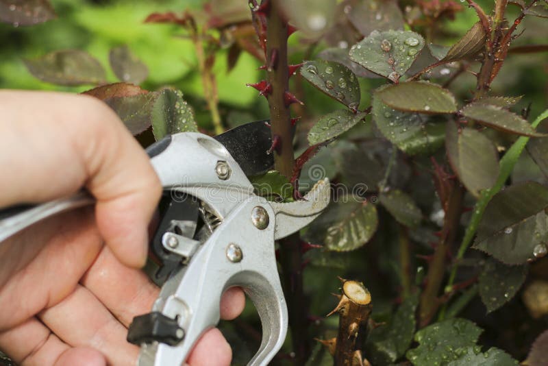 Pruner for Pruning Rose Bushes Plants Stock Image - Image of beauty ...