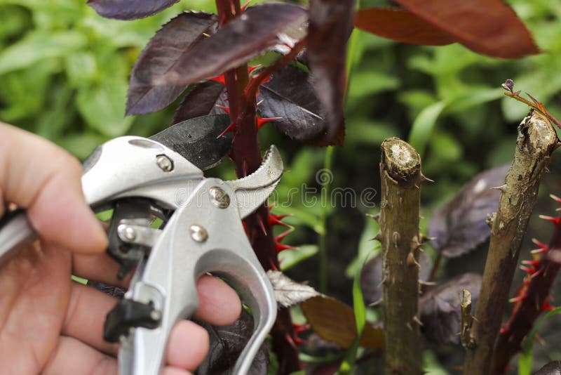Pruner for Pruning Rose Bushes Plants Stock Photo - Image of care ...