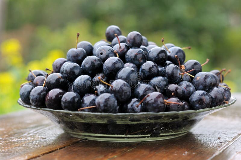 Prunes stock photo. Image of fresh, fruit, table, plate - 23076290