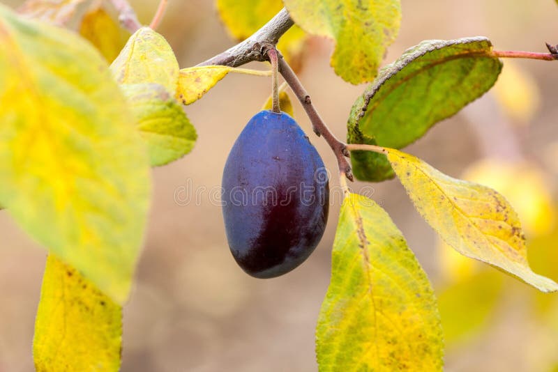 Prunes stock photo. Image of slice, green, plum, dessert - 81339992