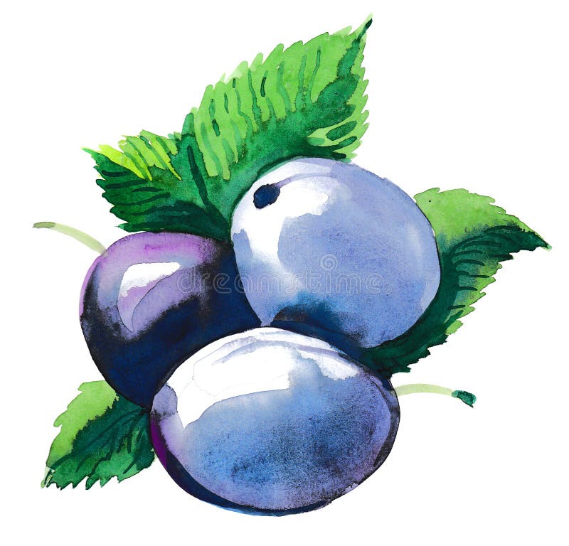 Prunes De Dessin D'aquarelle Illustration de Vecteur - Illustration du ...