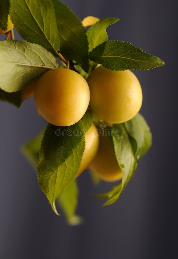Prunes de mirabelle photo stock. Image du rural, branchement - 44499738