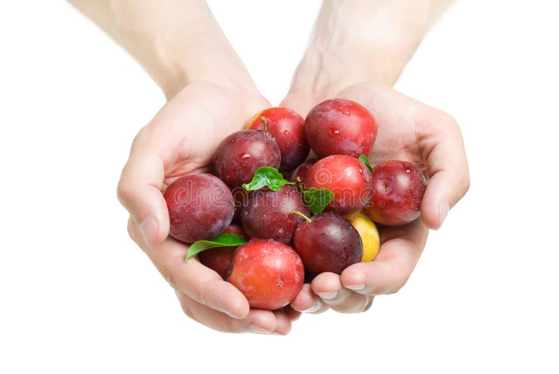 Prunes in hands stock photo. Image of berry, arms, hands - 20806004