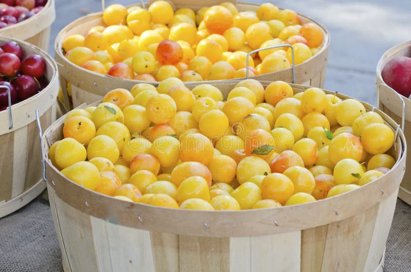 2,900 Photos de Prunes Jaunes - Photos de stock gratuites et libres de ...