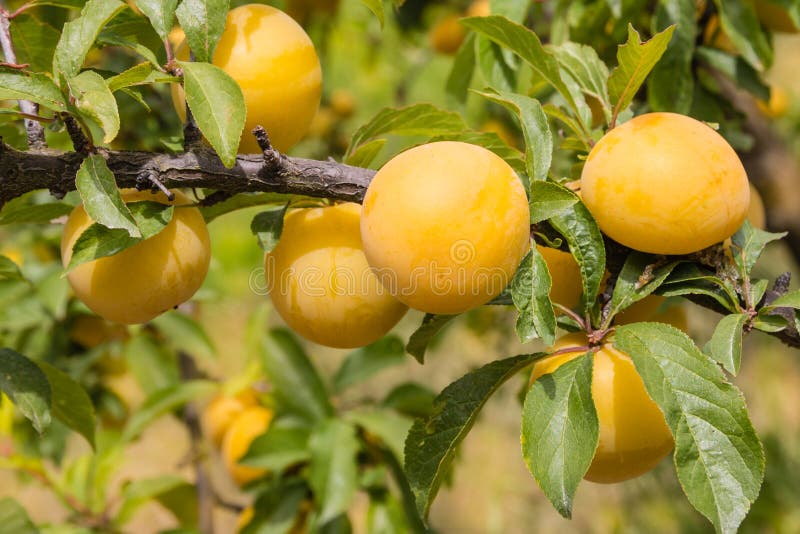 Prunes Jaunes Mûres Sur L'arbre Arbre Fruitier Image stock - Image du ...