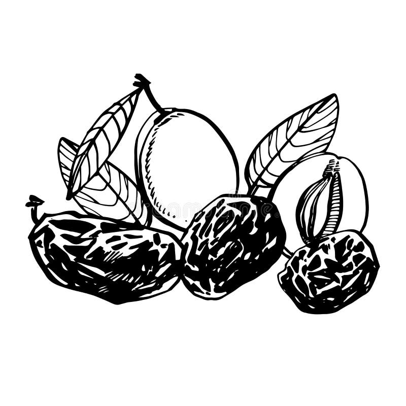 Prunes and Plums Vector Hand Drawn Illustration. Ink Sketch of Nuts ... Prunes and Plums Vector Hand Drawn Illustration. Ink Sketch of Nuts ...