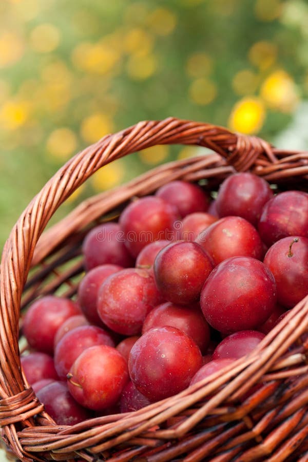 Prunes rouges image stock. Image du ferme, système, plombs - 38234561