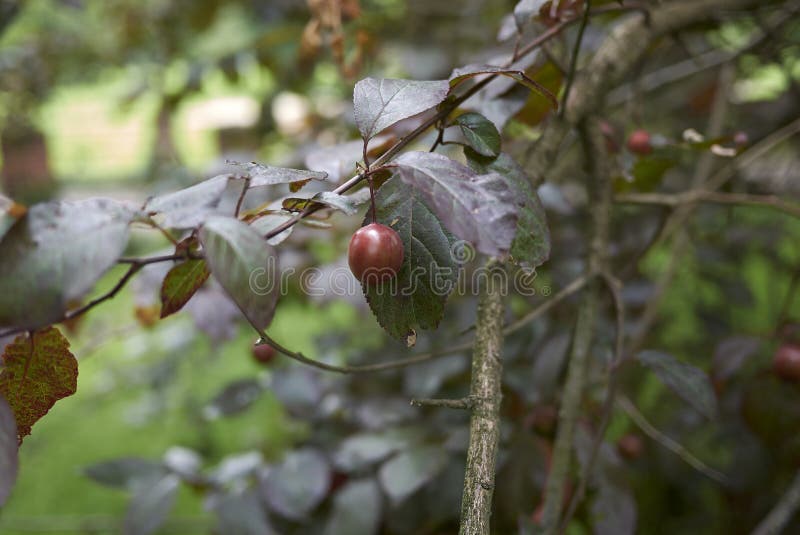Prunes Rouges De Prunus Cerasifera Nigra Photo stock - Image du plombs ...