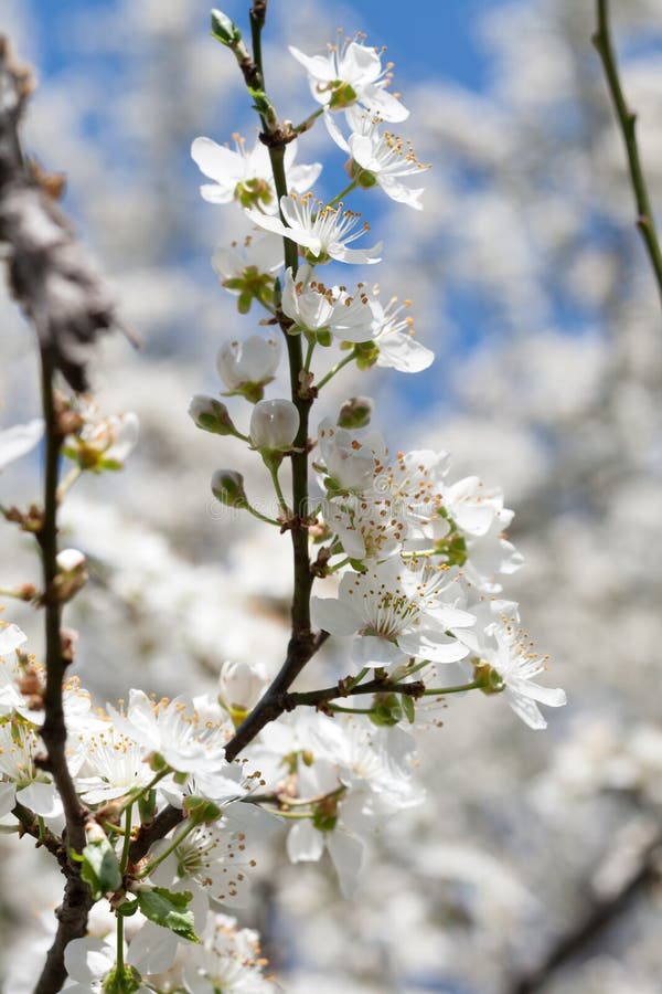Prunier Avec Les Fleurs Blanches De Ressort Image stock - Image du ...