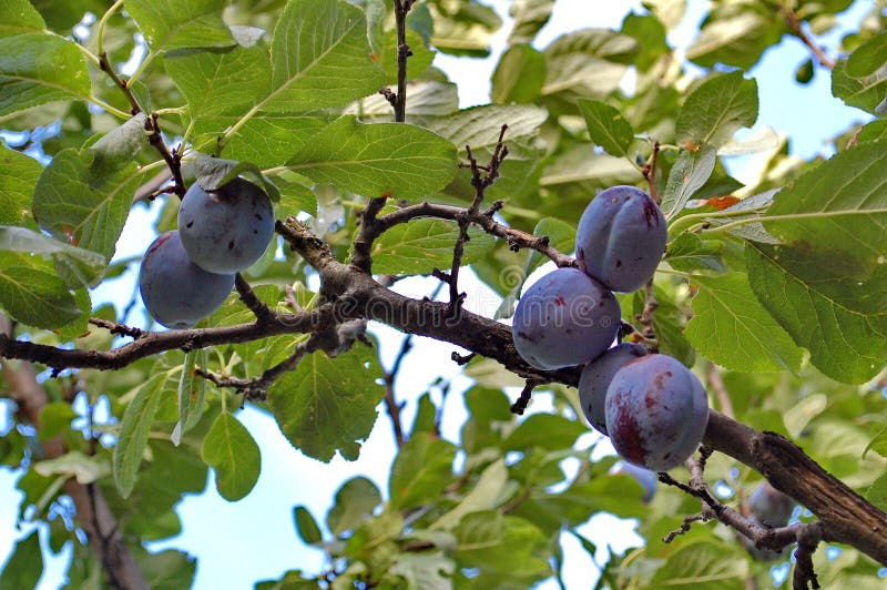 Prune noire. photo stock. Image du coupure, réflexion - 33297868