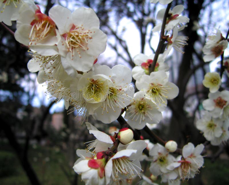 Prunier de floraison photo stock. Image du asie, pollinisez - 371390