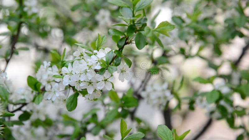 Plum Tree de floraison banque de vidéos. Vidéo du grue - 38126622
