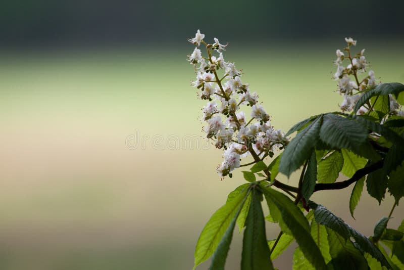 Prunier En Fleur Au Printemps Image stock - Image du fond, fleur: 16768345