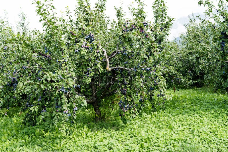 Verger De Pruniers Avec Des Branches En Pleine Fleur Photo stock ...