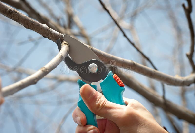 Pruning a stock image. Image of gardening, plant, garden - 14013175