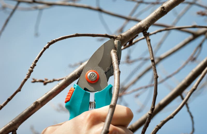 Pruning stock image. Image of machinery, sharp, tool - 18796027