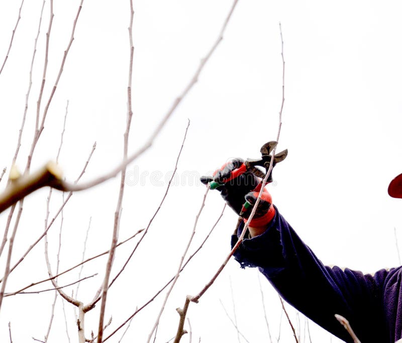 Pruning Apple Orchard in Winter Stock Image - Image of agriculture ...