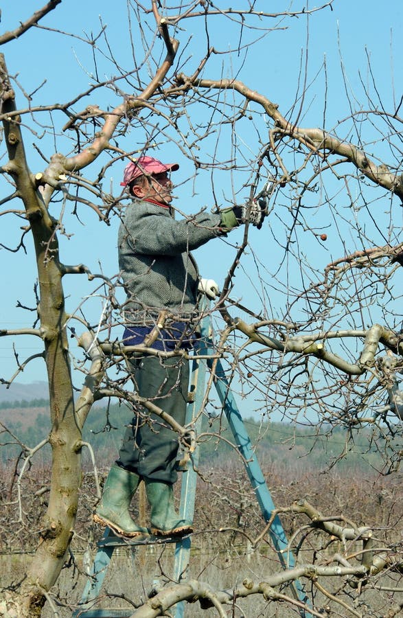 Pruning apple tree editorial photo. Image of gardening - 51437131
