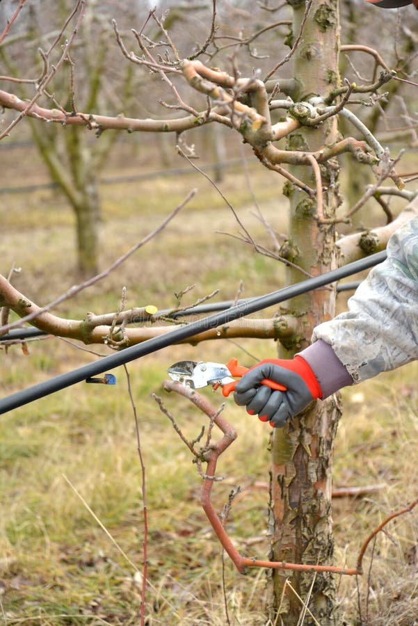 Pruning a Apple Tree with Garden Secateurs in Winter Stock Photo ...