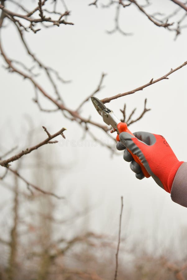 Pruning apple trees stock photo. Image of agricultural - 67909692