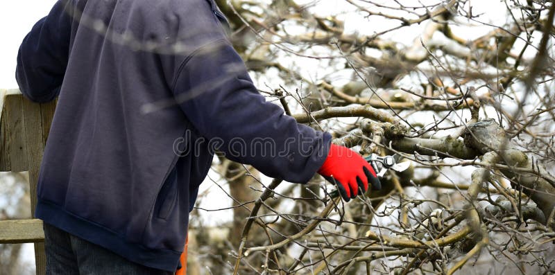 Pruning Apple Tree in Orchard in Spring Stock Image - Image of ...