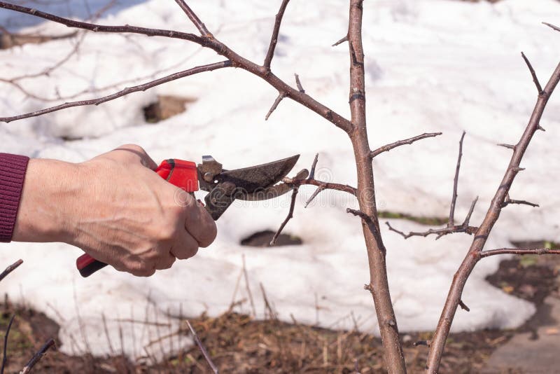 Pruning Apple Trees. a Gardener Prunes Tree Branches with Pruners in ...