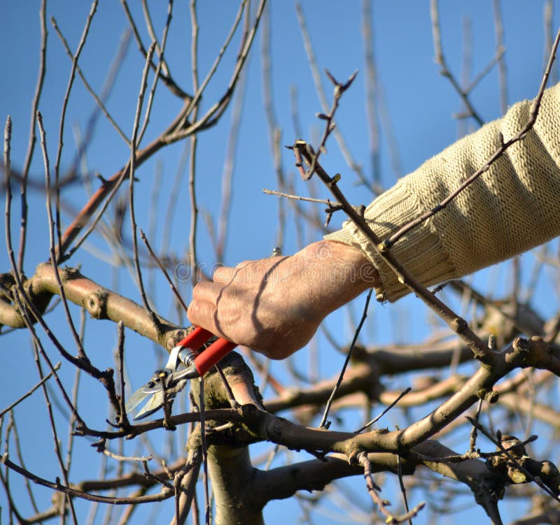 Pruning of Apple Trees with Secateurs in the Orchard Stock Photo ...