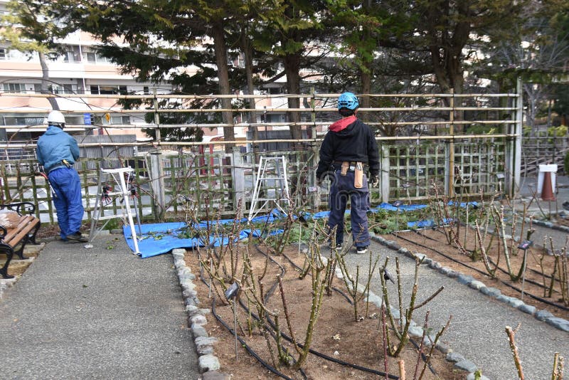 Pruning and Attracting Work of the Climbing Roses in Winter. Editorial ...
