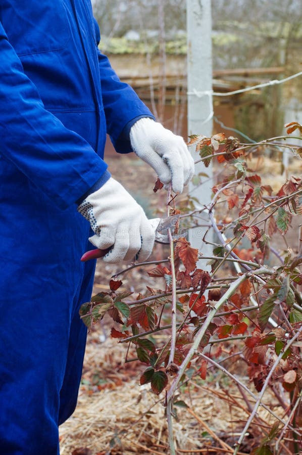 Pruning blackberry bush stock image. Image of equipment - 28539593