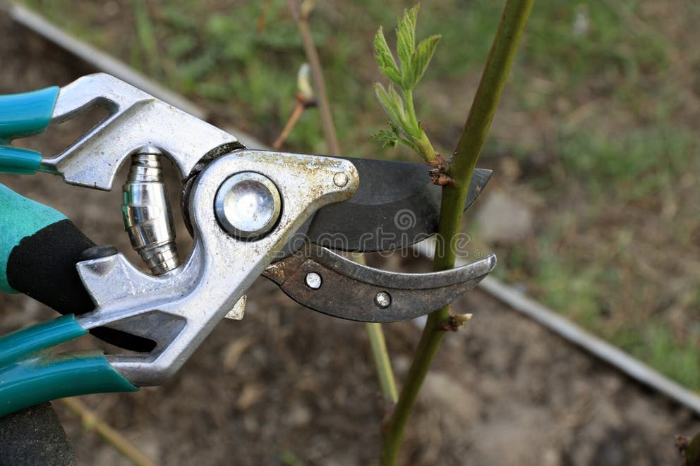 Pruning Blackberry Bushes in Spring. Bush Formation Stock Photo - Image ...