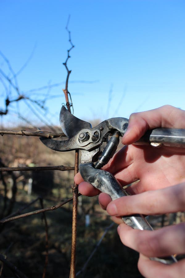 Pruning Branches of Grapes in the Spring Garden Stock Image - Image of ...