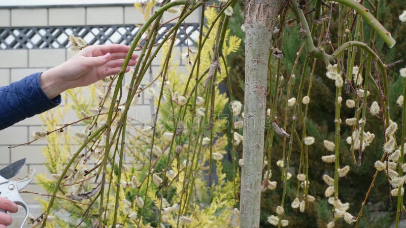 Pruning Branches on a Tree with Pruning Shears in Spring. Stock Footage ...