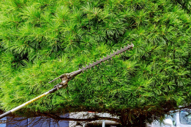 Pruning Branches Works in Garden, Cuts Tree Branches and Bushes Stock ...