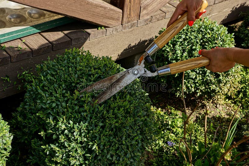 Pruning of a Bush with Large Garden Scissors in Hands Stock Image ...