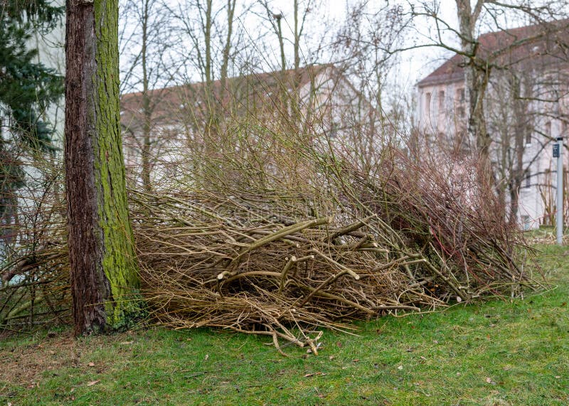 Pruning Bushes in the City in Spring Stock Image - Image of moss ...