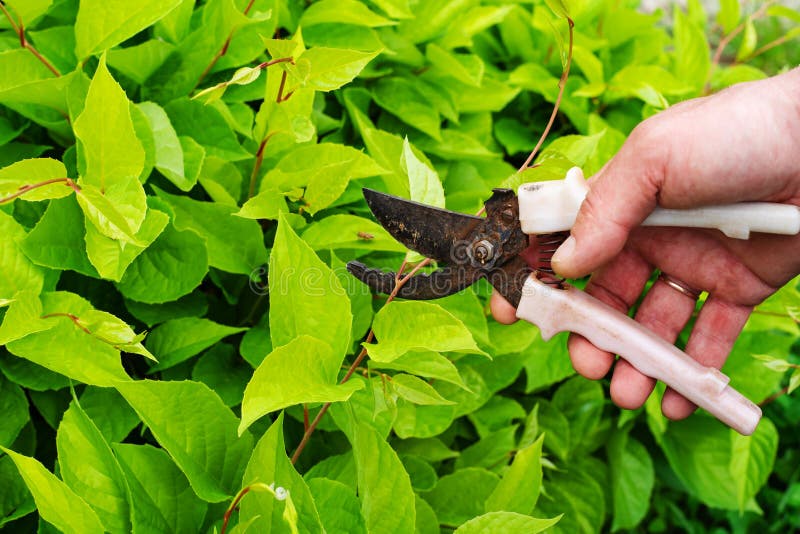 Pruning Bushes with Pruning Shears. the Process of Shearing Plants with ...