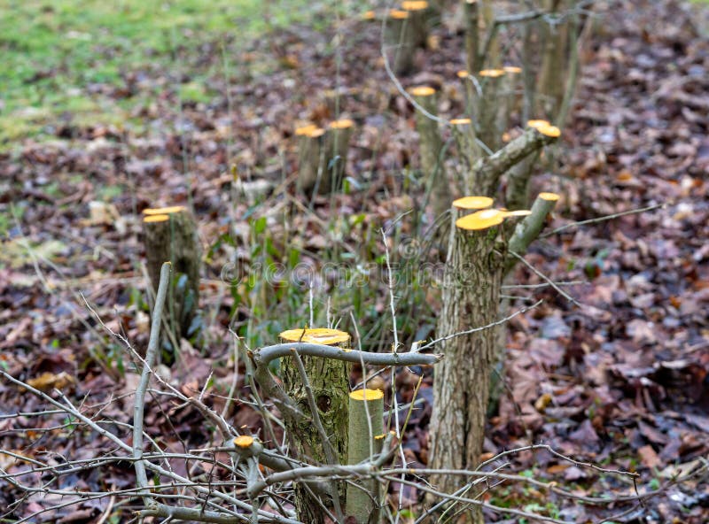 Pruning Bushes in Spring in a Park Stock Image - Image of landscaping ...