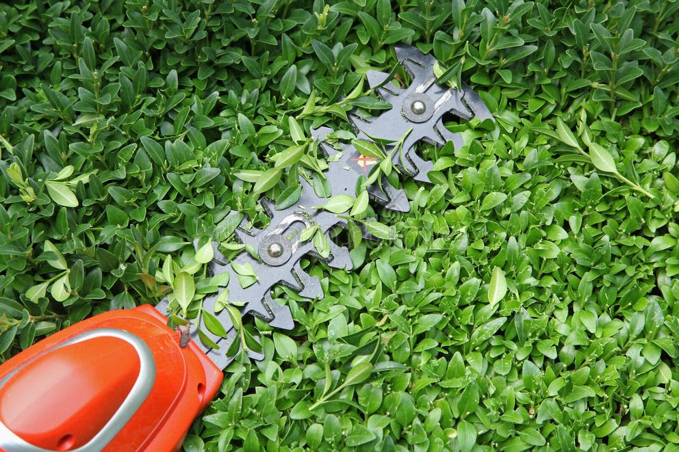 Pruning a Buxus Hedge with a Mini Hedge Trimmer Stock Photo - Image of ...