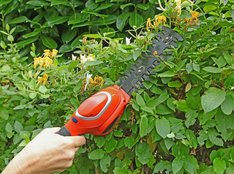 Pruning a Buxus Hedge with a Mini Hedge Trimmer Stock Image - Image of ...