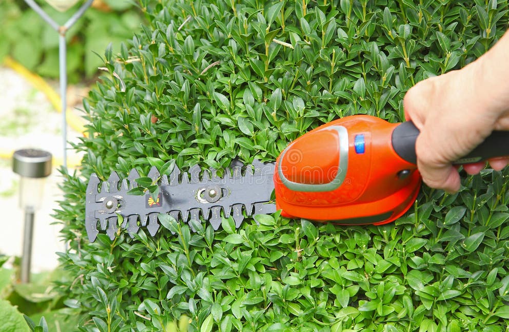Pruning a Buxus Hedge with a Mini Hedge Trimmer Stock Image - Image of ...