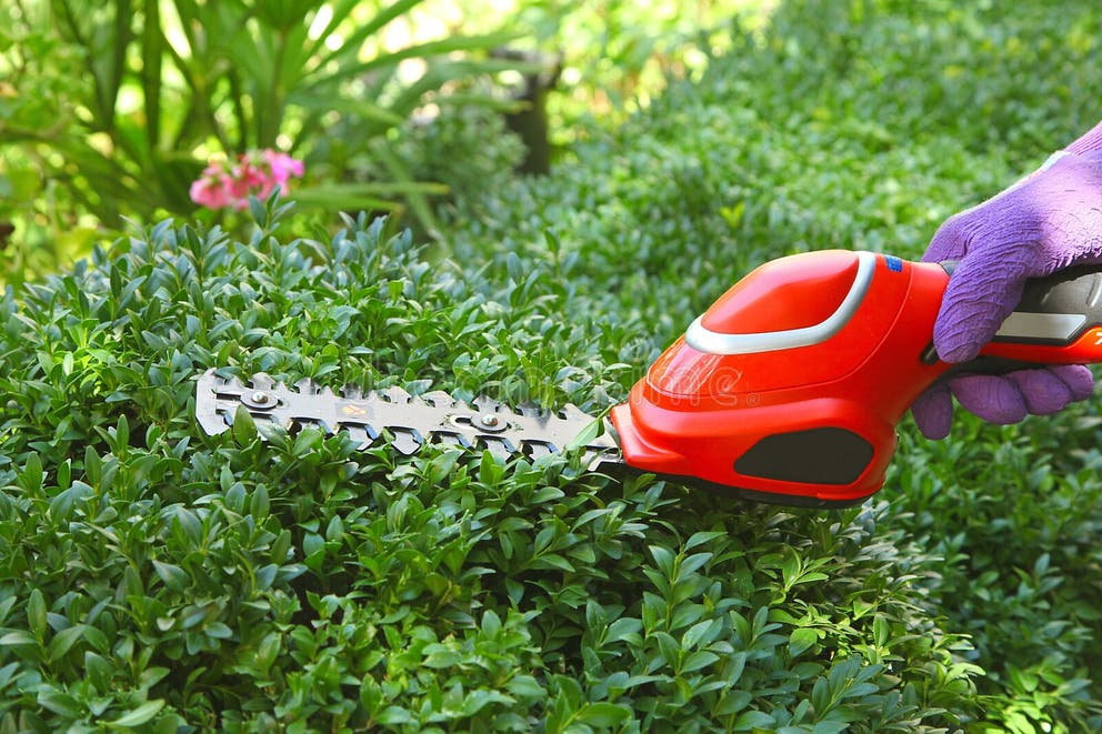 Pruning a Buxus Hedge with a Mini Hedge Trimmer Stock Image - Image of ...