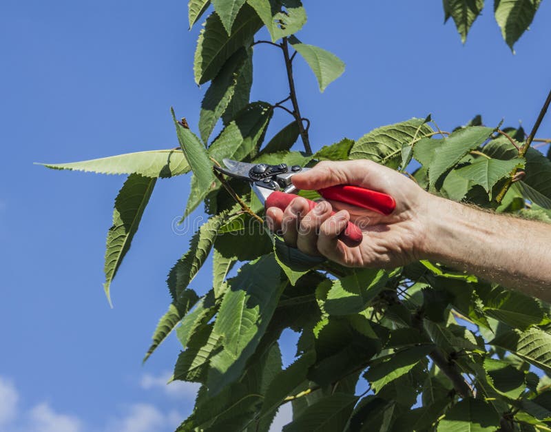 Pruning the cherry tree stock photo. Image of cutting - 81384306