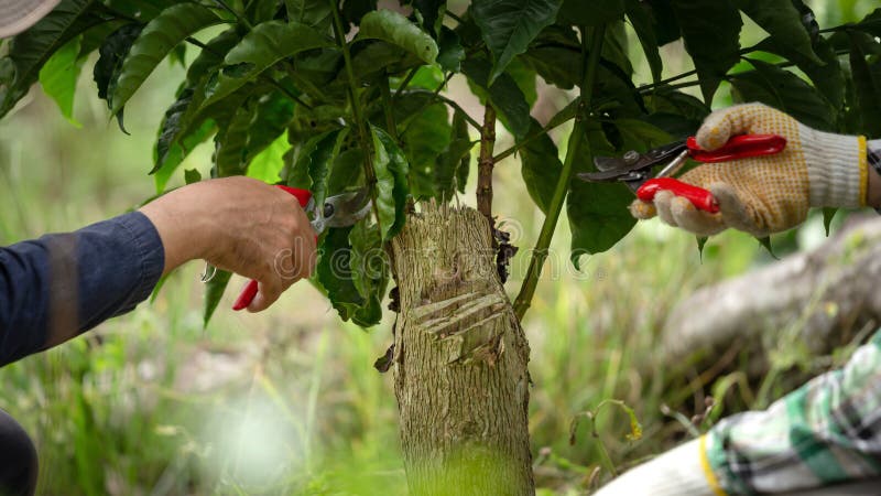 Pruning Coffee Trees and Maintenance for Coffee Trees in Coffee Farm ...