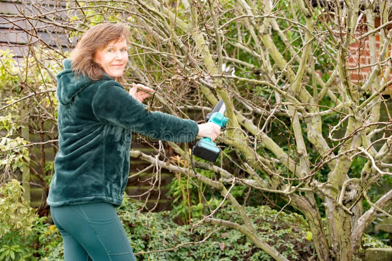 Pruning the Conference Pear Tree, in November, 2023. Stock Image ...