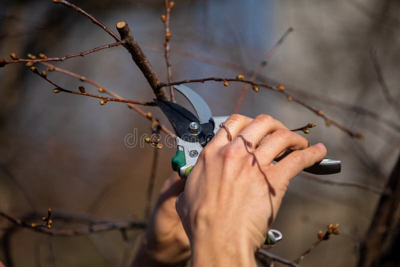 Pruning and Cutting Branches on Fruit Tree - Spring Work Stock Image ...
